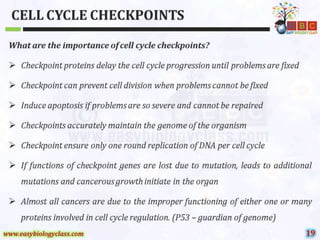 Cell-Cycle-Checkpoints-PPT-by-Easybiologyclass.pptx
