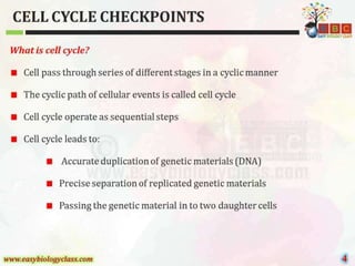 Cell-Cycle-Checkpoints-PPT-by-Easybiologyclass.pptx