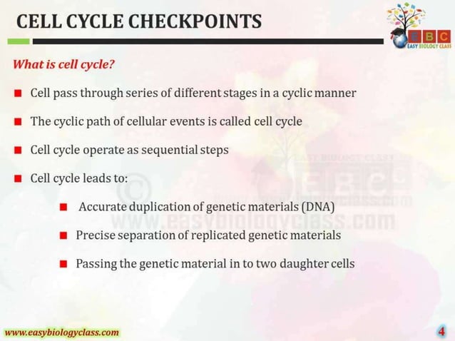 Cell-Cycle-Checkpoints-PPT-by-Easybiologyclass.pptx | Biological Sciences | Science