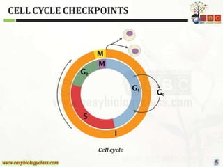 Cell-Cycle-Checkpoints-PPT-by-Easybiologyclass.pptx