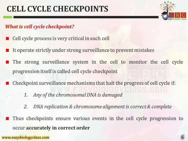 Cell-Cycle-Checkpoints-PPT-by-Easybiologyclass.pptx