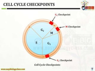 Cell-Cycle-Checkpoints-PPT-by-Easybiologyclass.pptx | Biological Sciences | Science