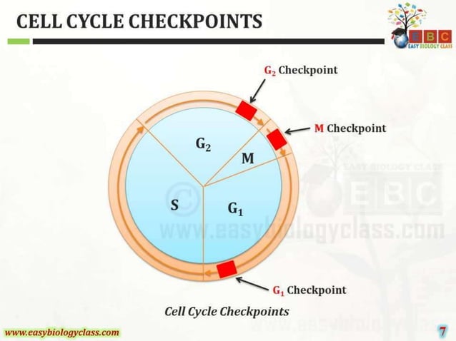 Cell-Cycle-Checkpoints-PPT-by-Easybiologyclass.pptx | Biological Sciences | Science