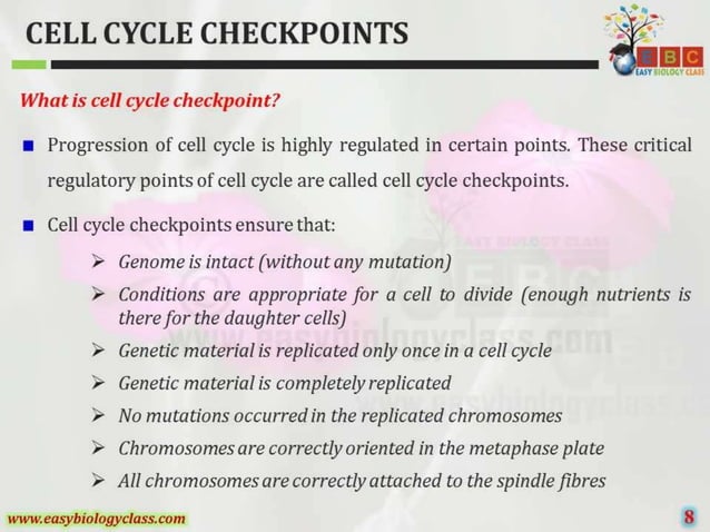 Cell-Cycle-Checkpoints-PPT-by-Easybiologyclass.pptx