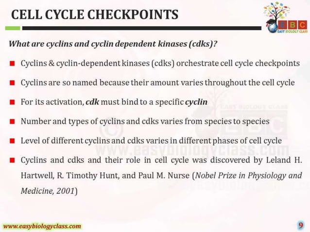 Cell-Cycle-Checkpoints-PPT-by-Easybiologyclass.pptx
