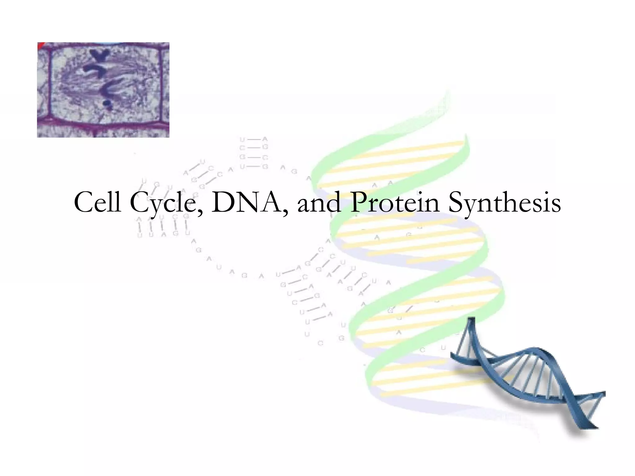 Cell Cycle, Dna, And Protein Synthesis Notes New | PPT