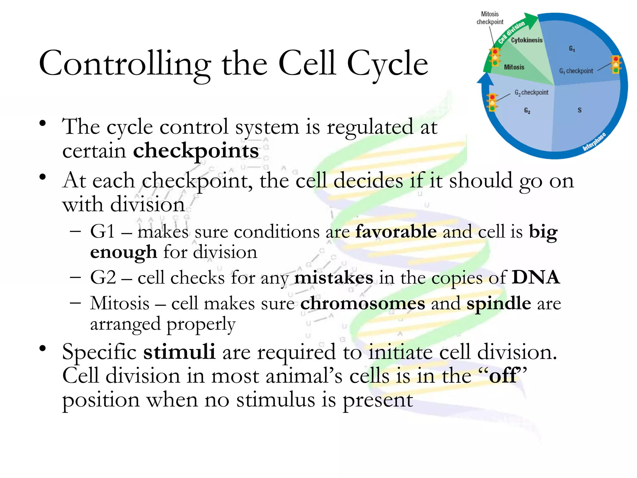 Cell Cycle, Dna, And Protein Synthesis Notes New | PPT
