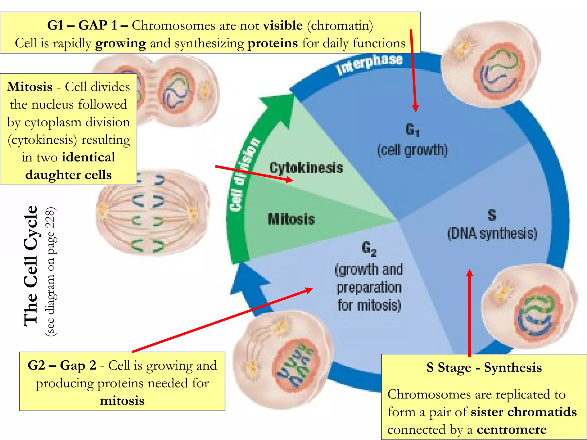 Cell Cycle, Dna, And Protein Synthesis Notes New | PPT