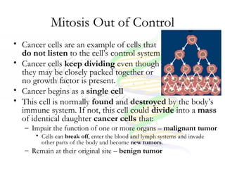 Cell Cycle, Dna, And Protein Synthesis Notes New | PPT
