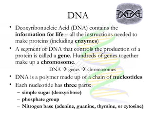 Cell Cycle, Dna, And Protein Synthesis Notes New | PPT