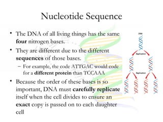 Cell Cycle, Dna, And Protein Synthesis Notes New | PPT