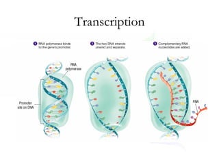 Cell Cycle, Dna, And Protein Synthesis Notes New | PPT