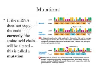 Cell Cycle, Dna, And Protein Synthesis Notes New | PPT