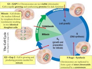 Cell Cycle, Dna, And Protein Synthesis Notes New | PPT | Biological ...