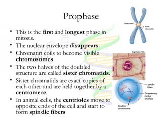 Cell Cycle, Dna, And Protein Synthesis Notes New | PPT
