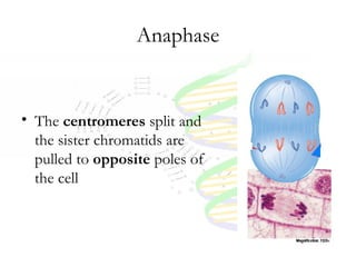Cell Cycle, Dna, And Protein Synthesis Notes New | PPT