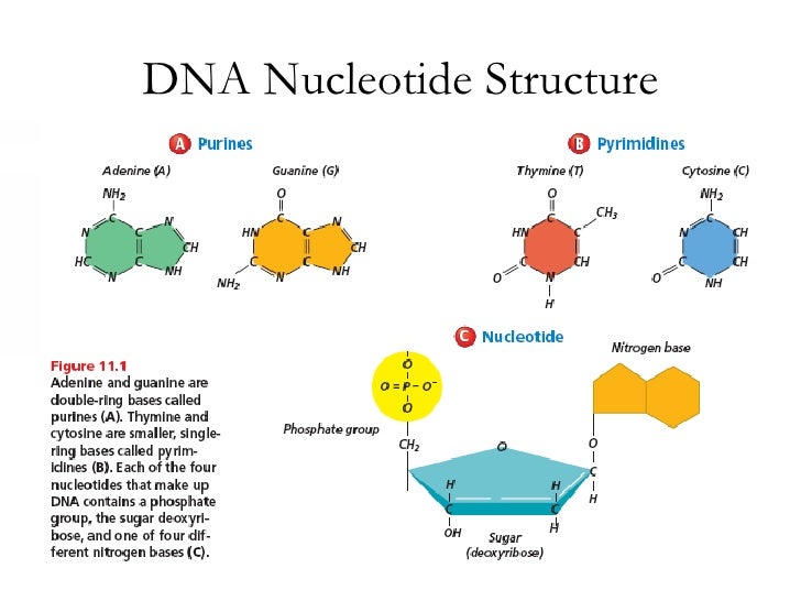 Nucleotide To Protein Conversion – MSAV