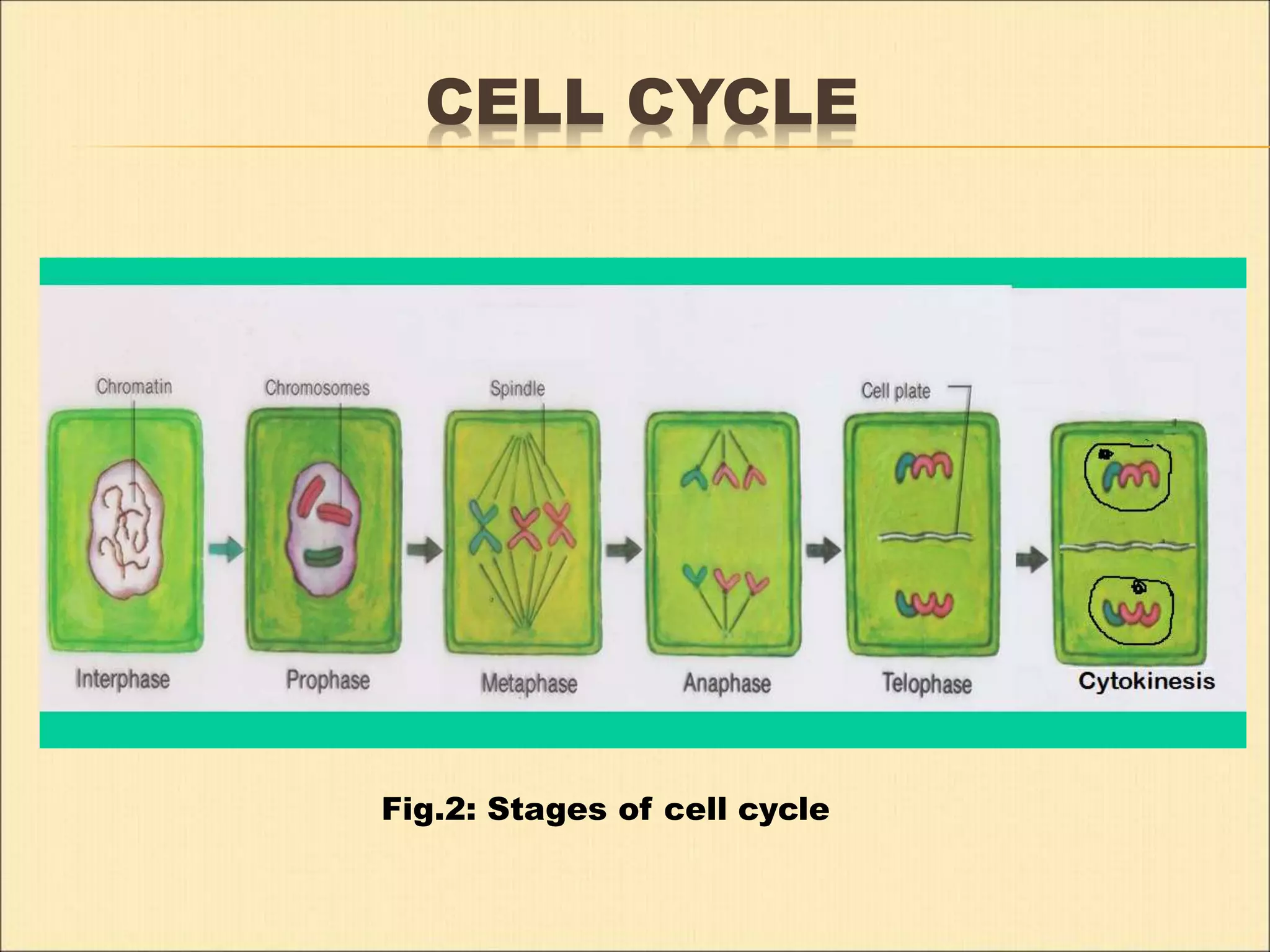 Cell-cycle-its-regulation.pdf