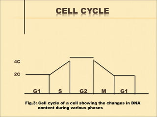 Cell-cycle-its-regulation.pdf | Biological Sciences | Science