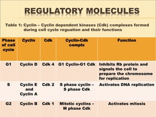 Cell-cycle-its-regulation.pdf | Biological Sciences | Science