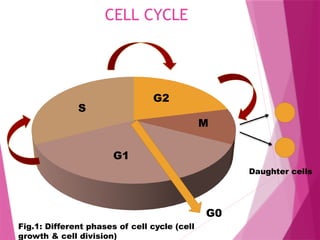 Cell-cycle-its-regulation and Check points.pptx