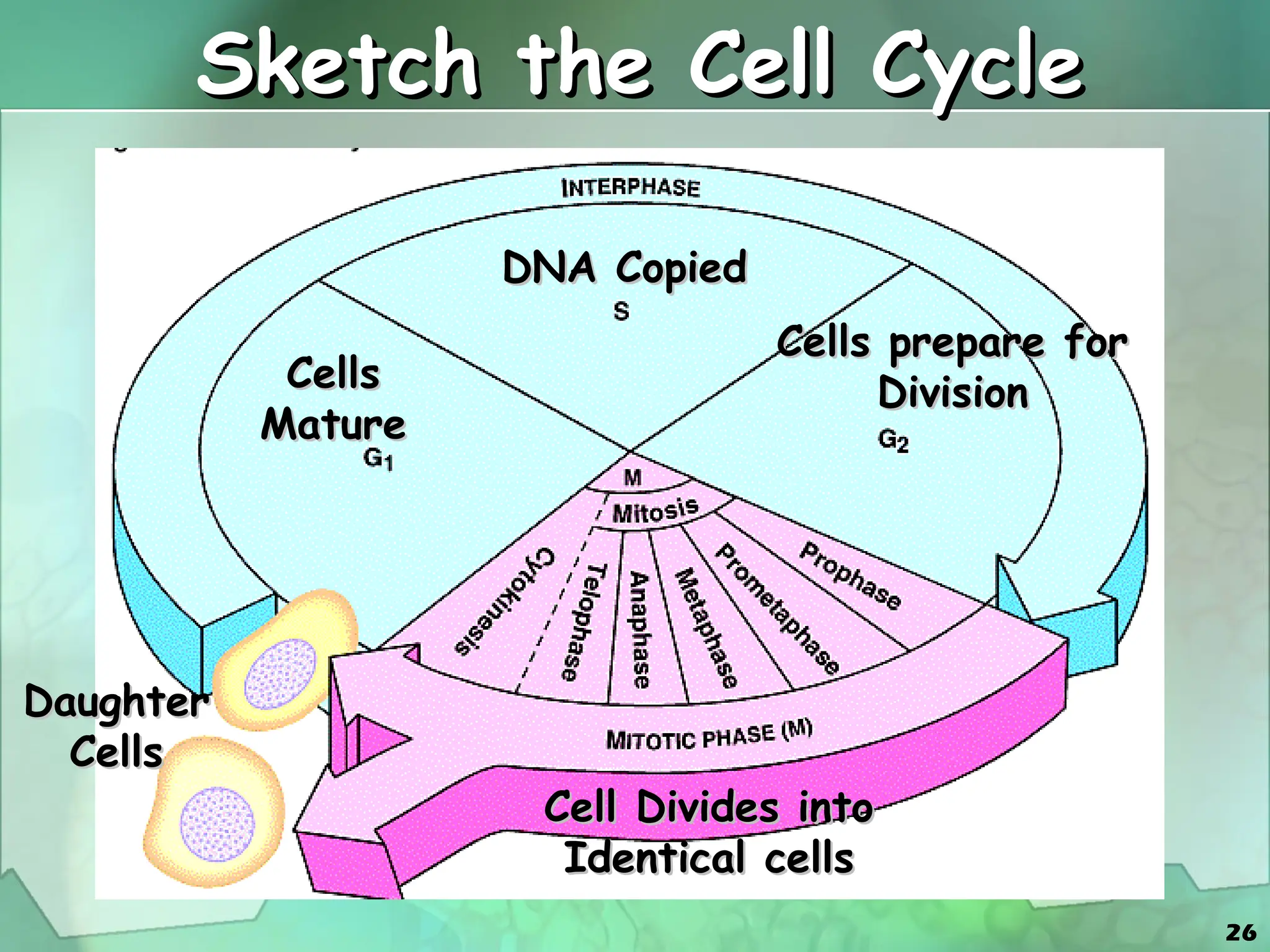 cell-cycle-mitosis-meiosis and its application | PPT