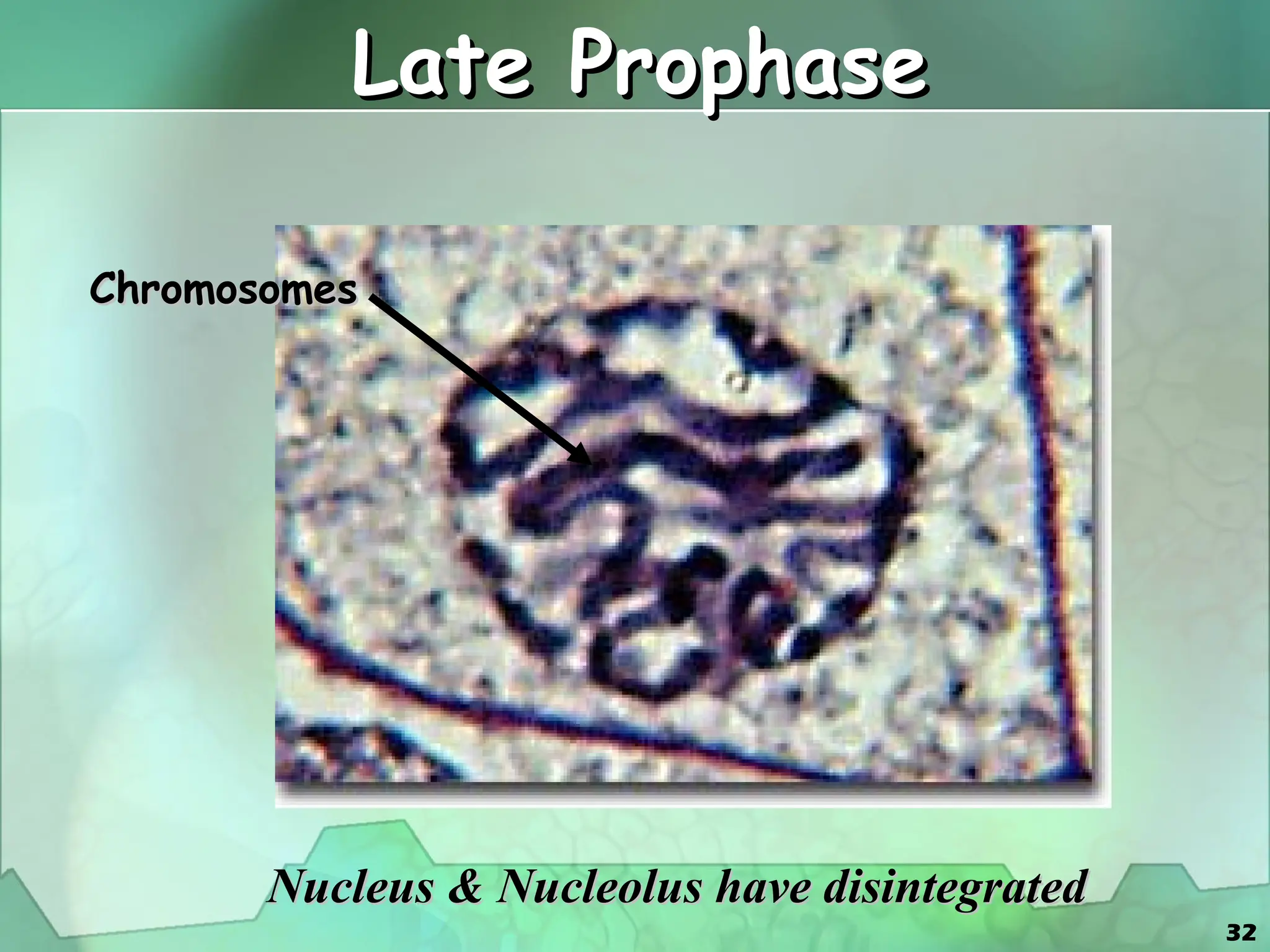 cell-cycle-mitosis-meiosis and its application | PPT