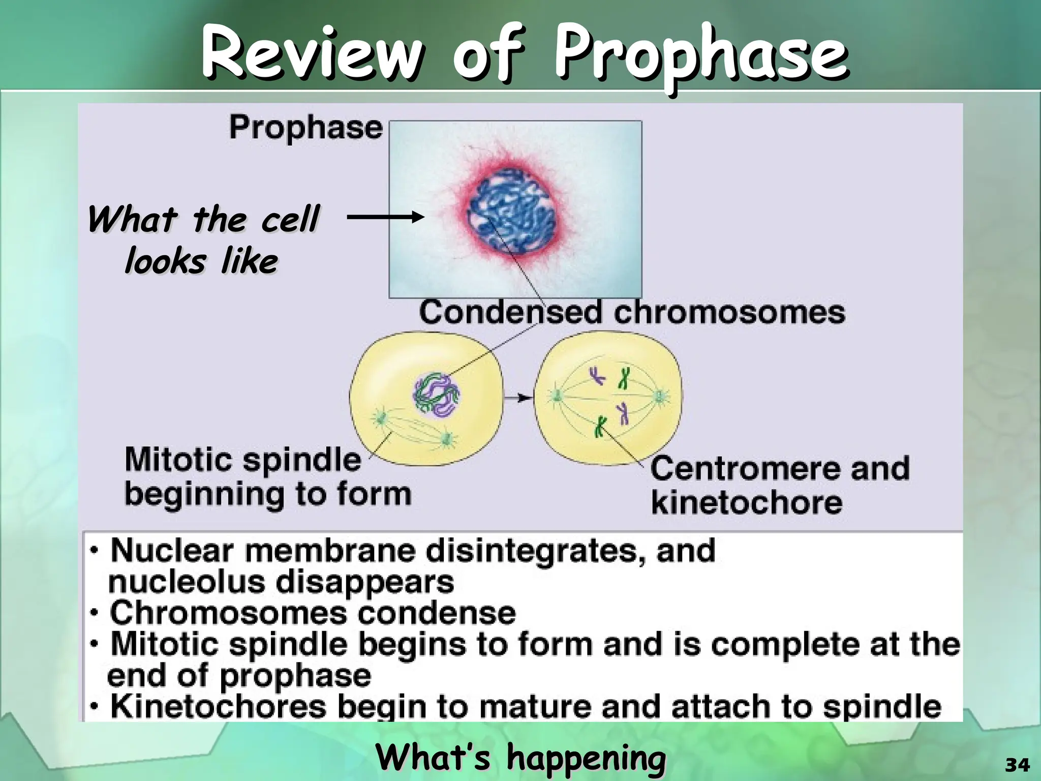 cell-cycle-mitosis-meiosis and its application | PPT