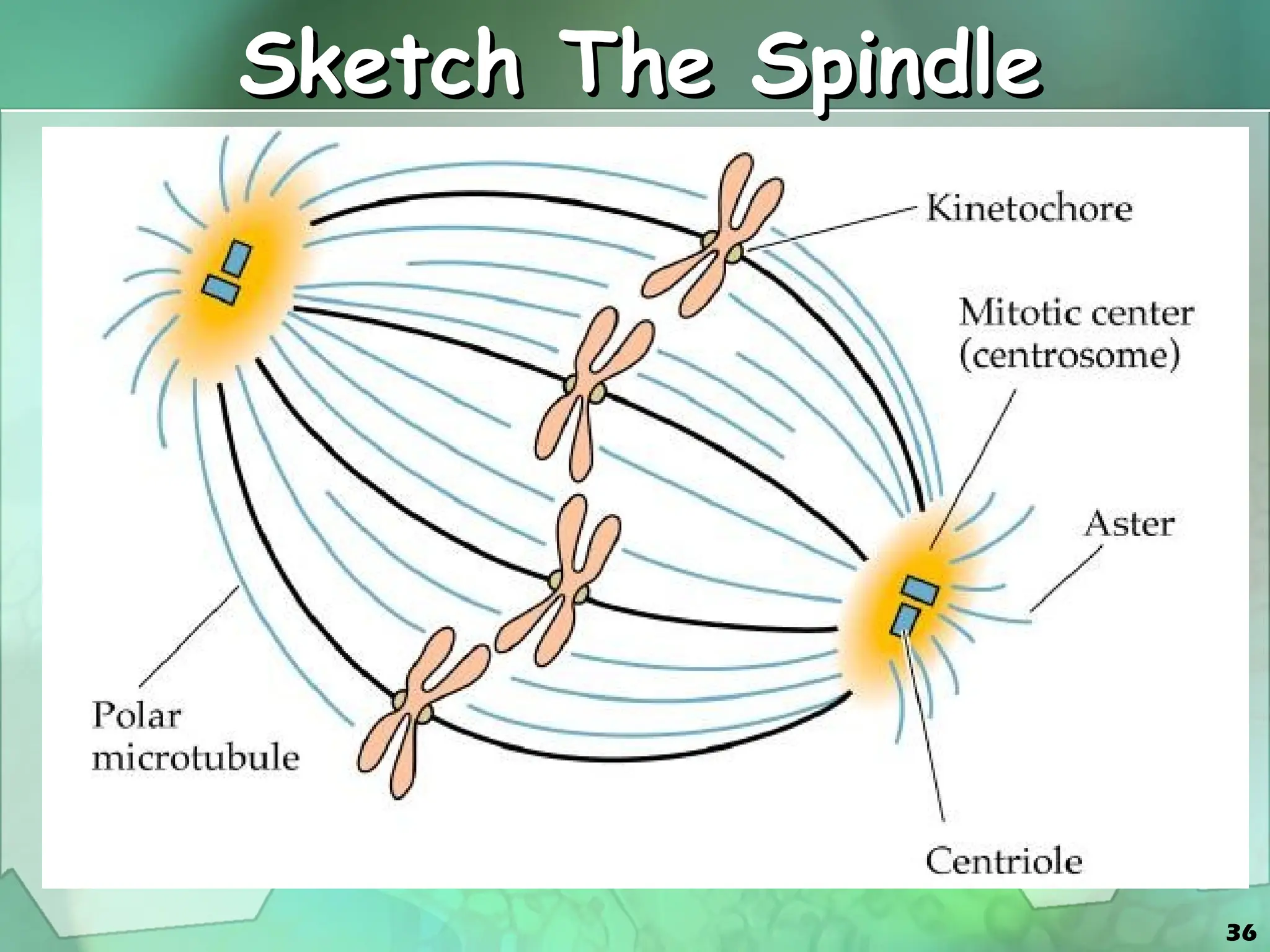 cell-cycle-mitosis-meiosis and its application | PPT