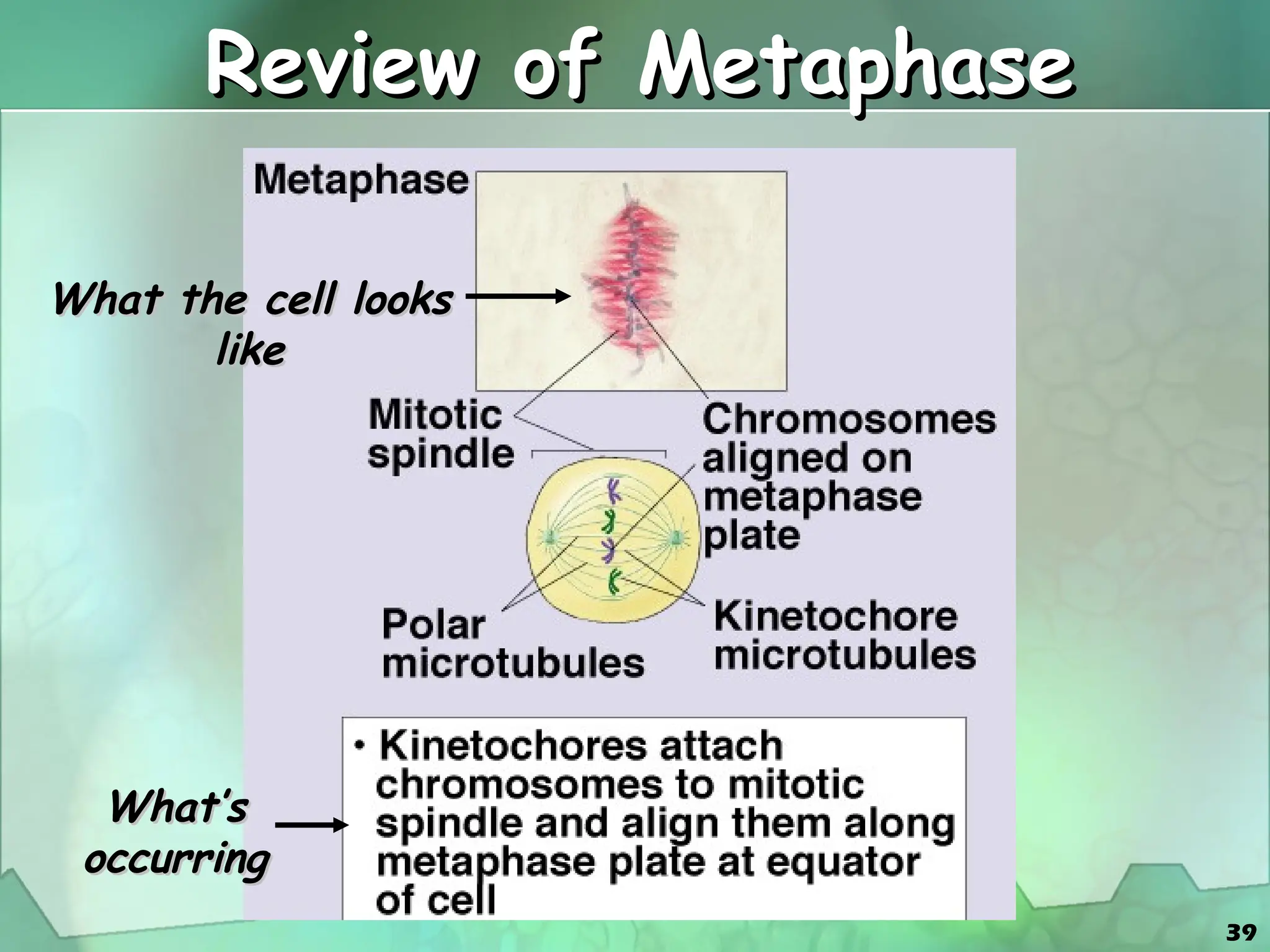 cell-cycle-mitosis-meiosis and its application | PPT