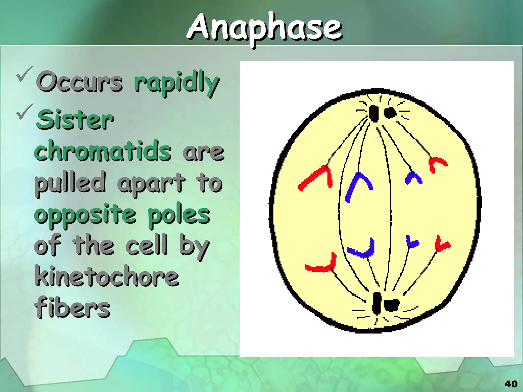 cell-cycle-mitosis-meiosis and its application | PPT