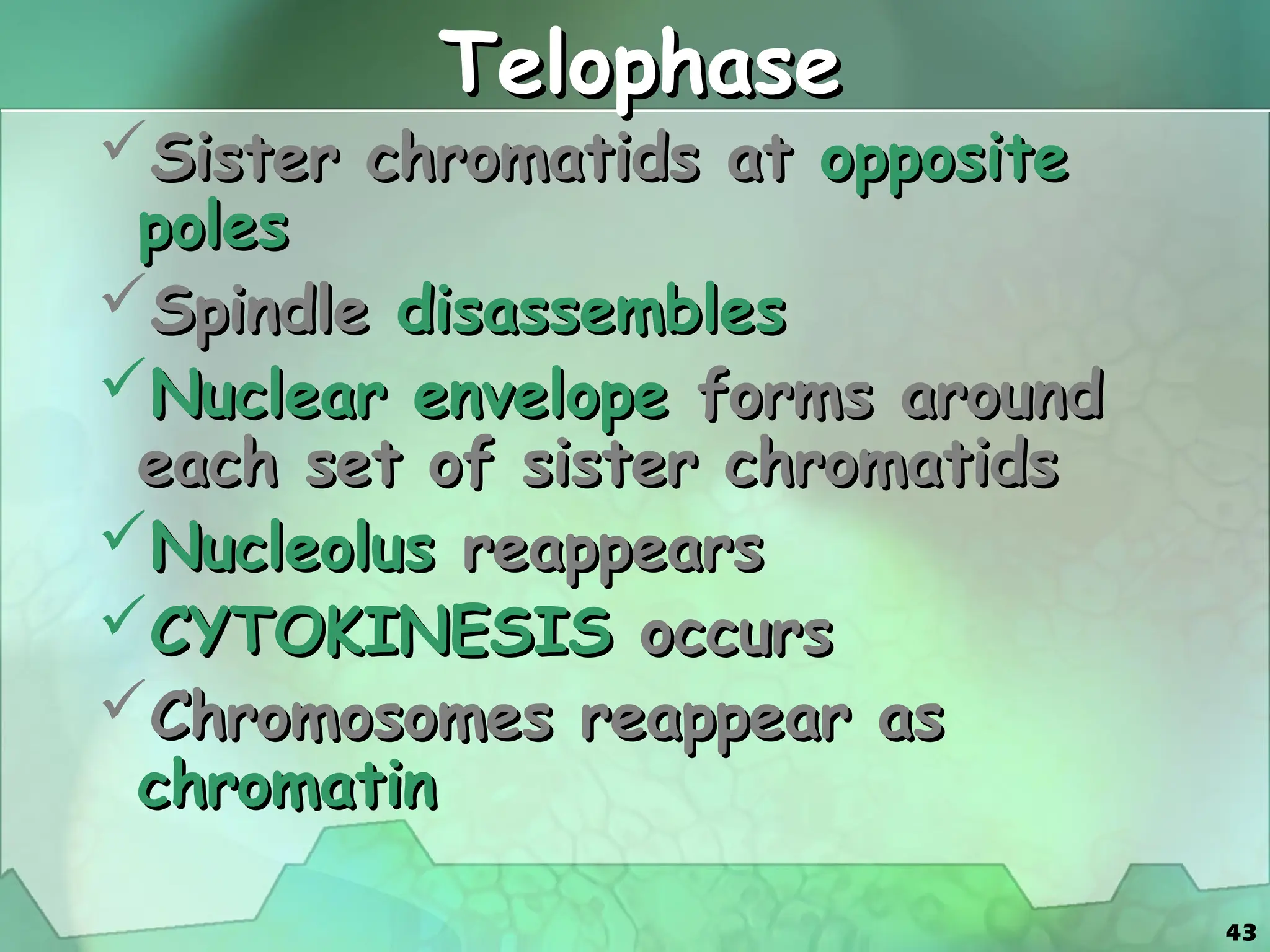 cell-cycle-mitosis-meiosis and its application | PPT