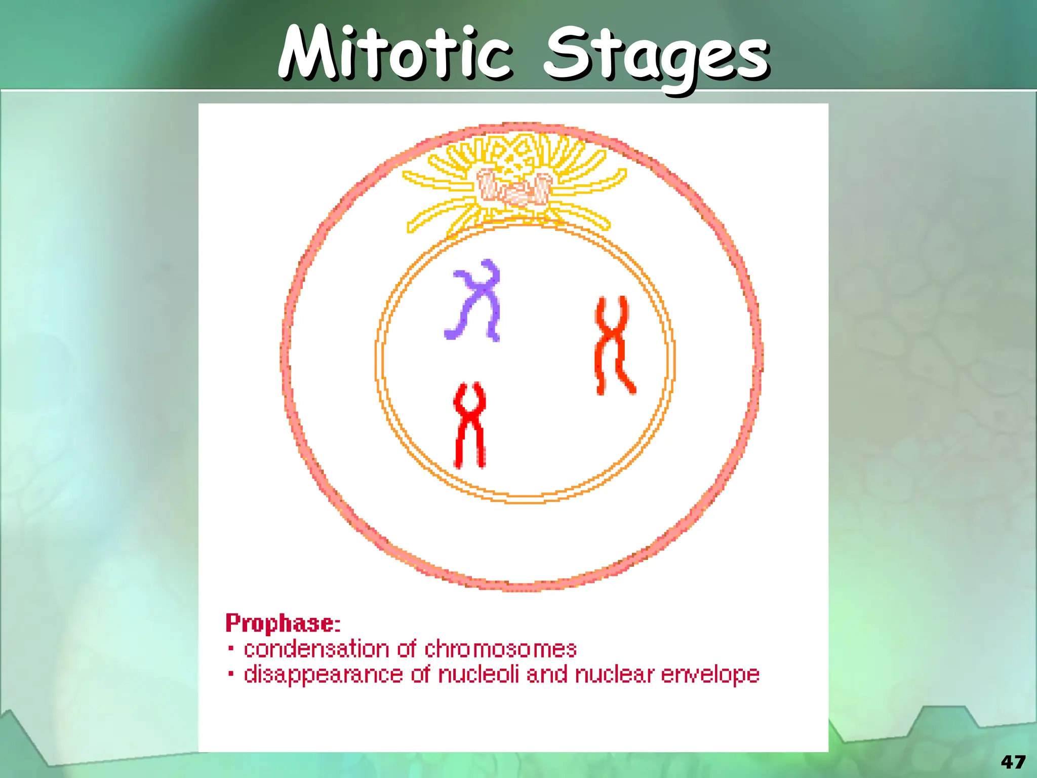 cell-cycle-mitosis-meiosis and its application | PPT