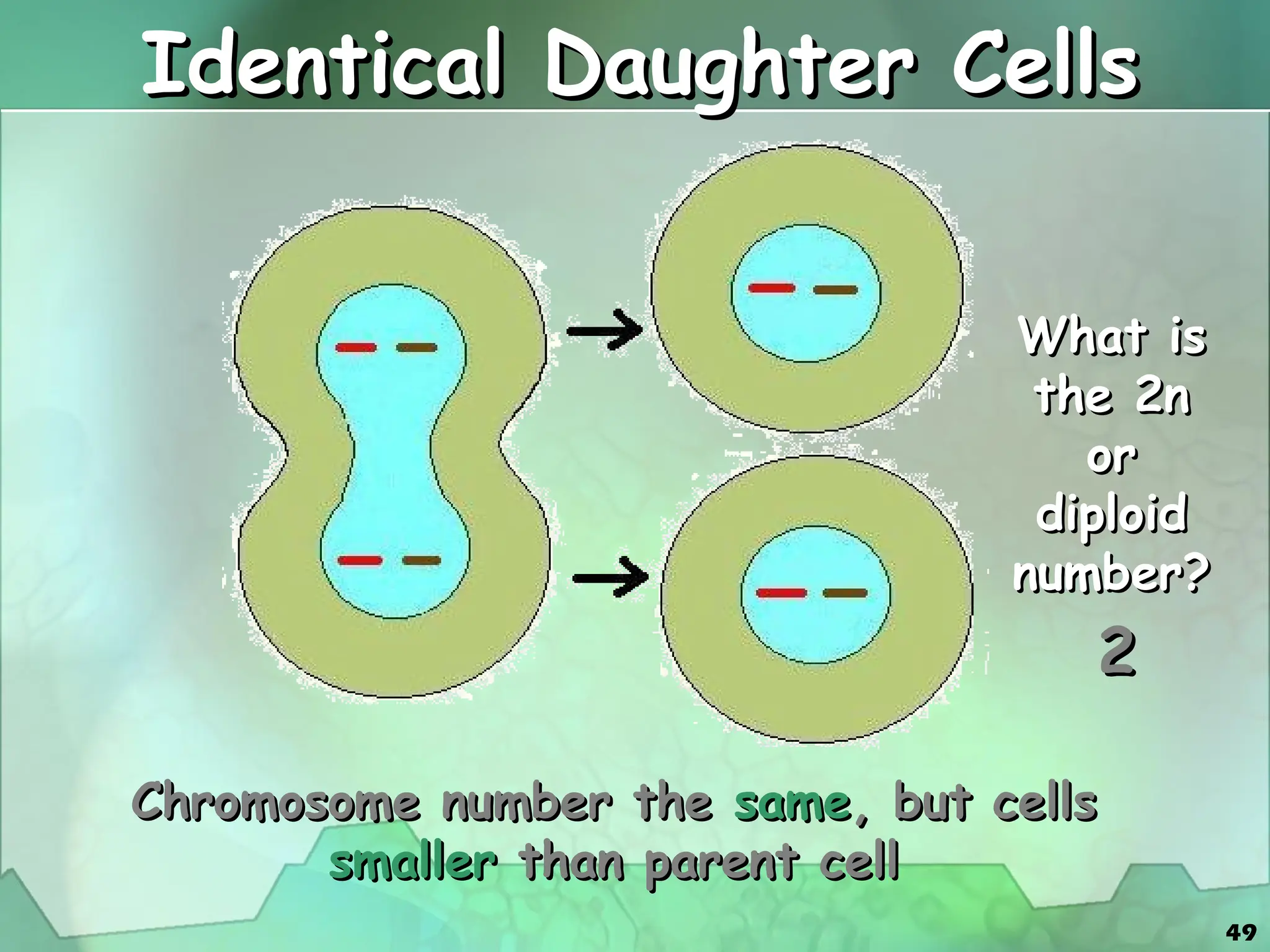 cell-cycle-mitosis-meiosis and its application | PPT