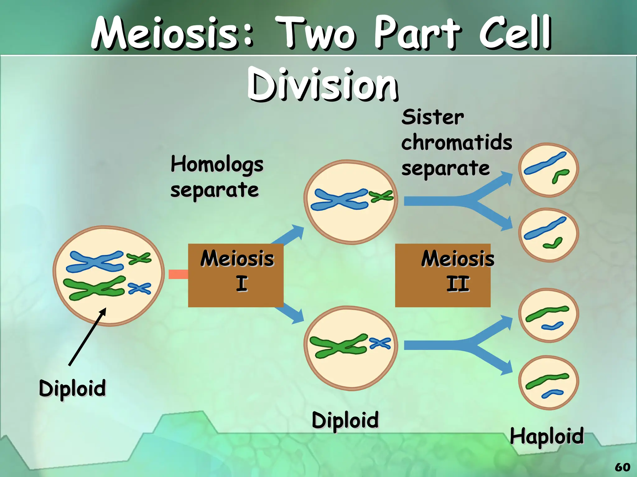 cell-cycle-mitosis-meiosis and its application | PPT