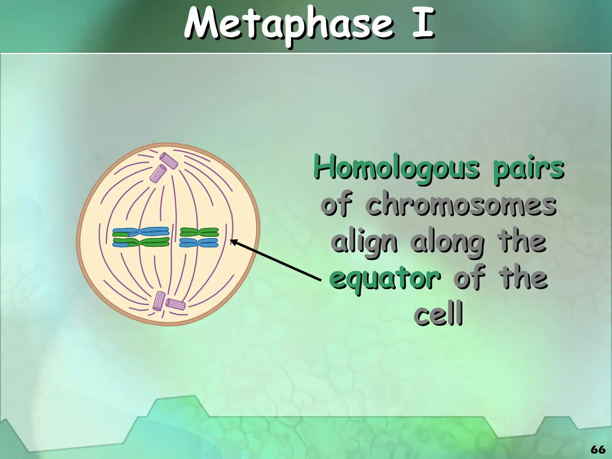cell-cycle-mitosis-meiosis and its application | PPT