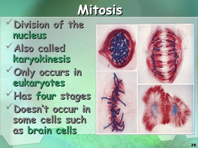 cell-cycle-mitosis-meiosis and its application | PPT