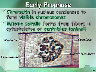 cell-cycle-mitosis-meiosis and its application | PPT