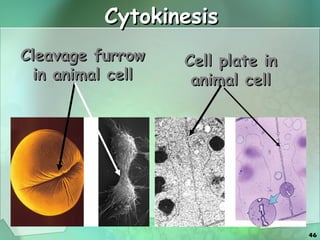 cell-cycle-mitosis-meiosis and its application | PPT