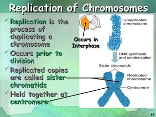 cell-cycle-mitosis-meiosis and its application | PPT
