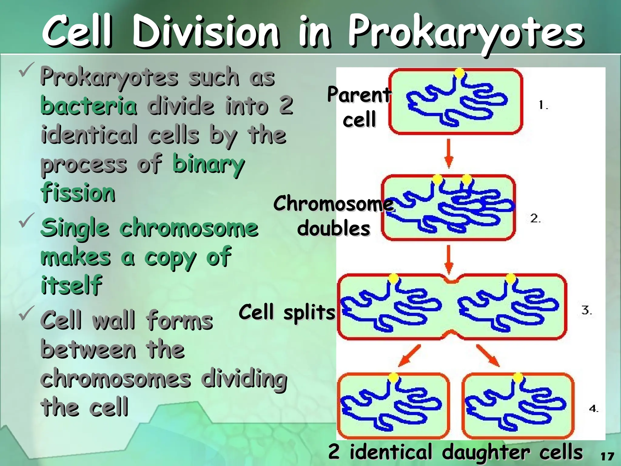 cell-cycle-mitosis-meiosis. for all cell | PPT