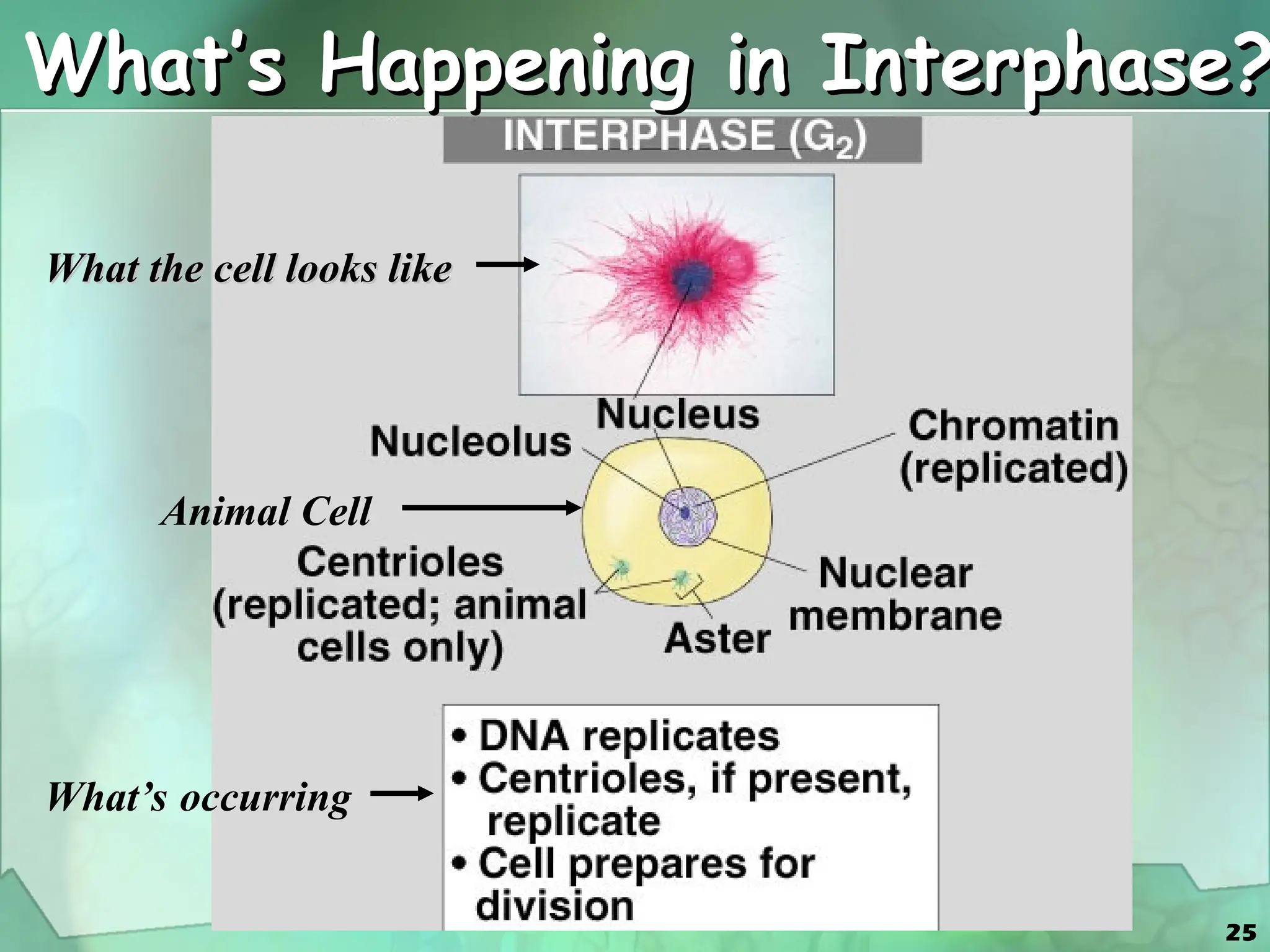 cell-cycle-mitosis-meiosis. for all cell | PPT