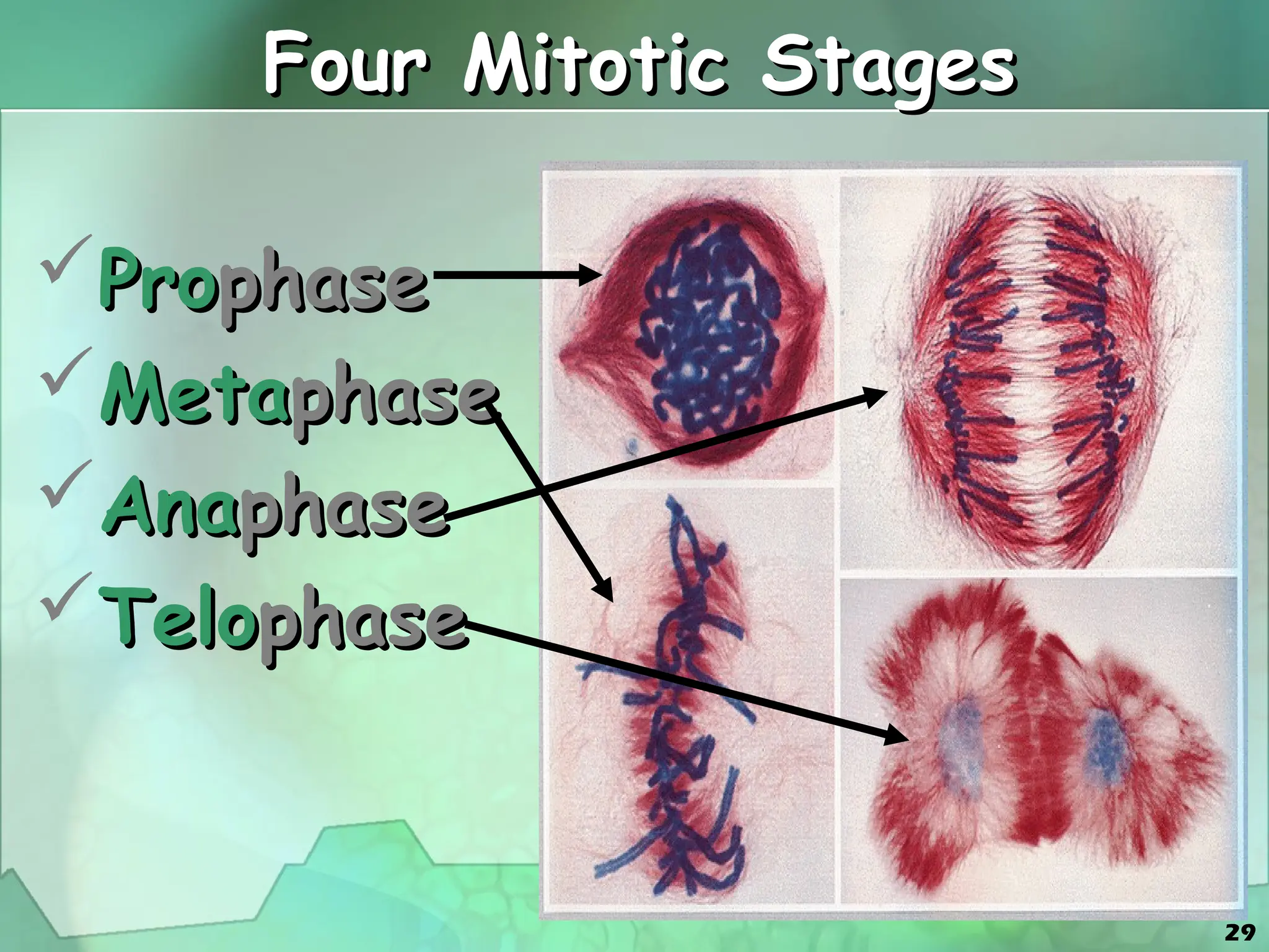 cell-cycle-mitosis-meiosis. for all cell | PPT