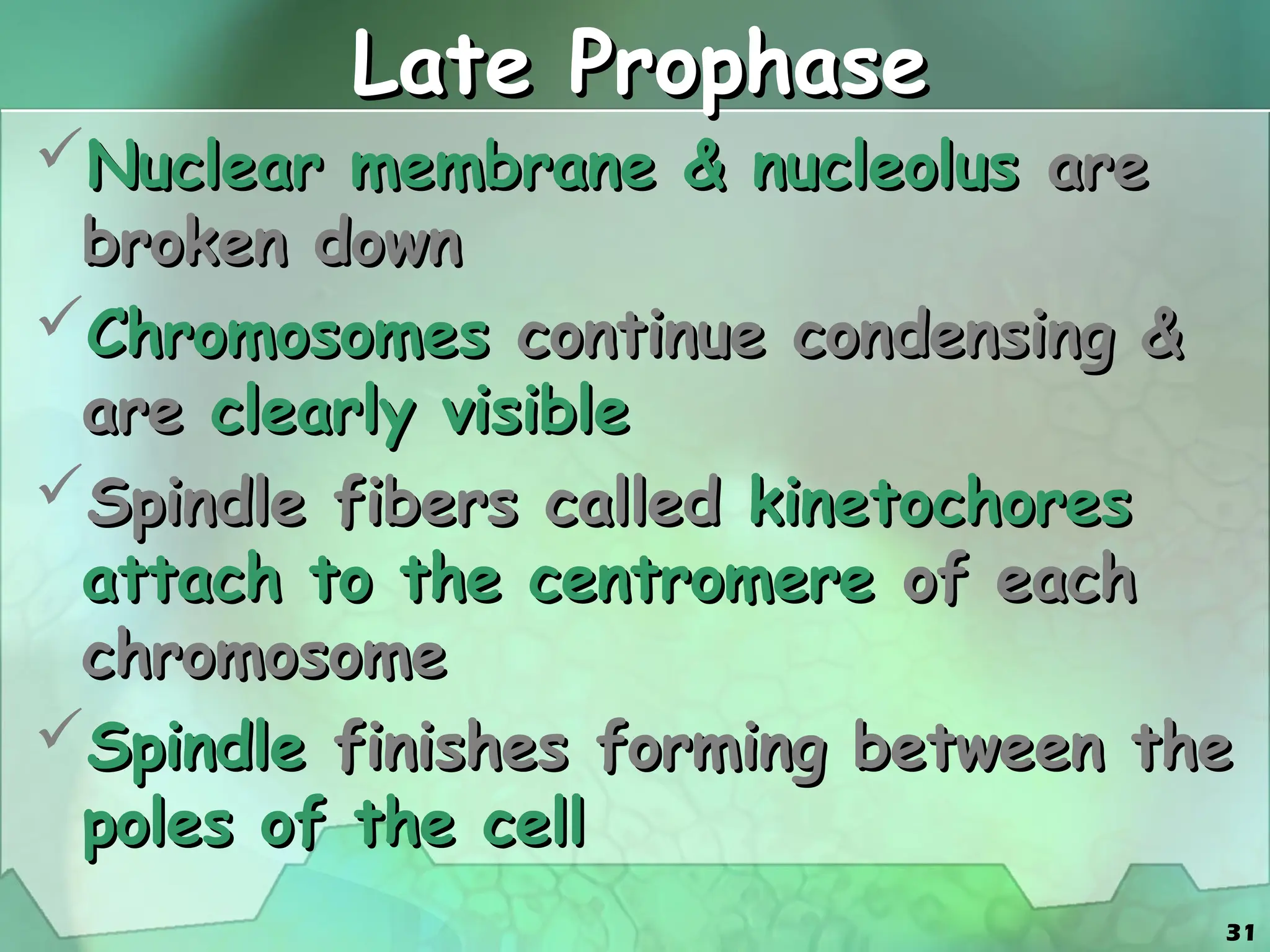 cell-cycle-mitosis-meiosis. for all cell | PPT