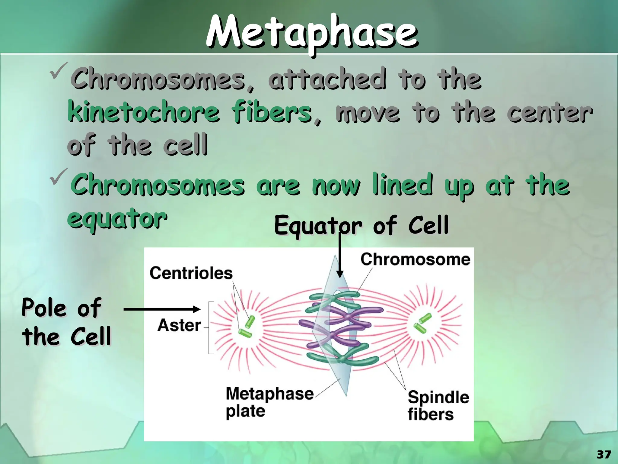 cell-cycle-mitosis-meiosis. for all cell | PPT