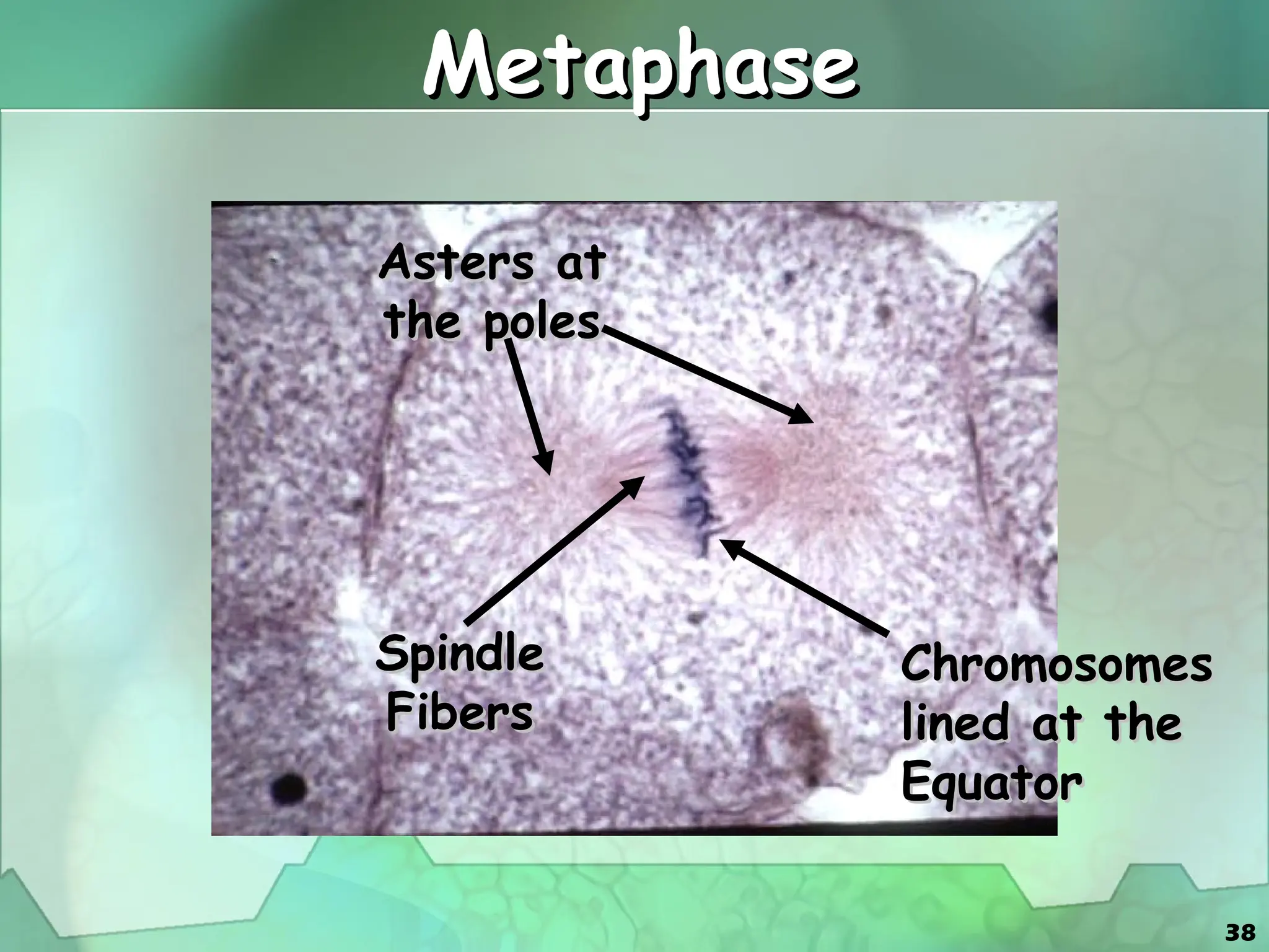 cell-cycle-mitosis-meiosis. for all cell | PPT