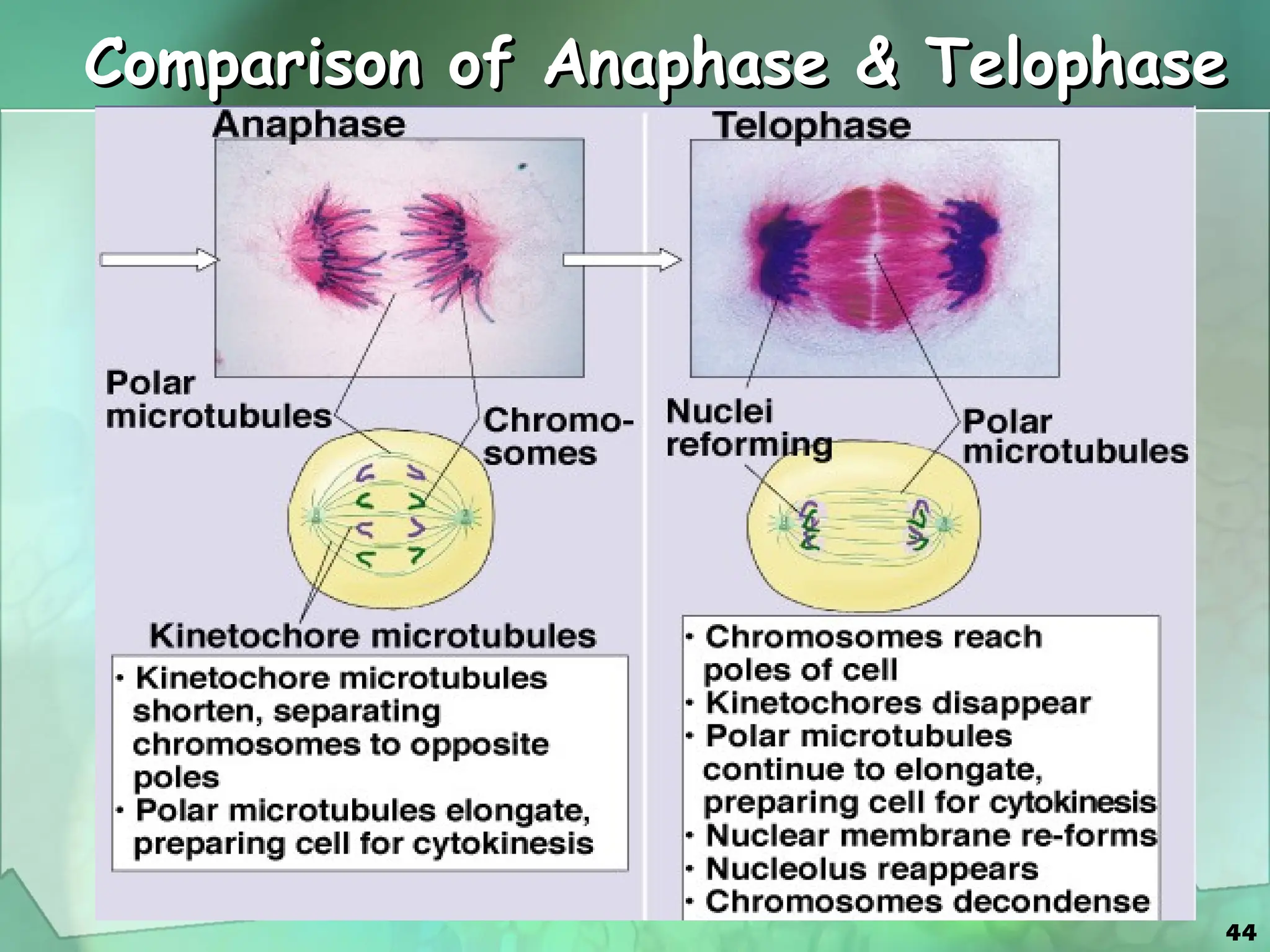 cell-cycle-mitosis-meiosis. for all cell | PPT
