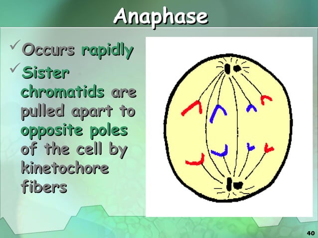 cell-cycle-mitosis-meiosis. for all cell | PPT