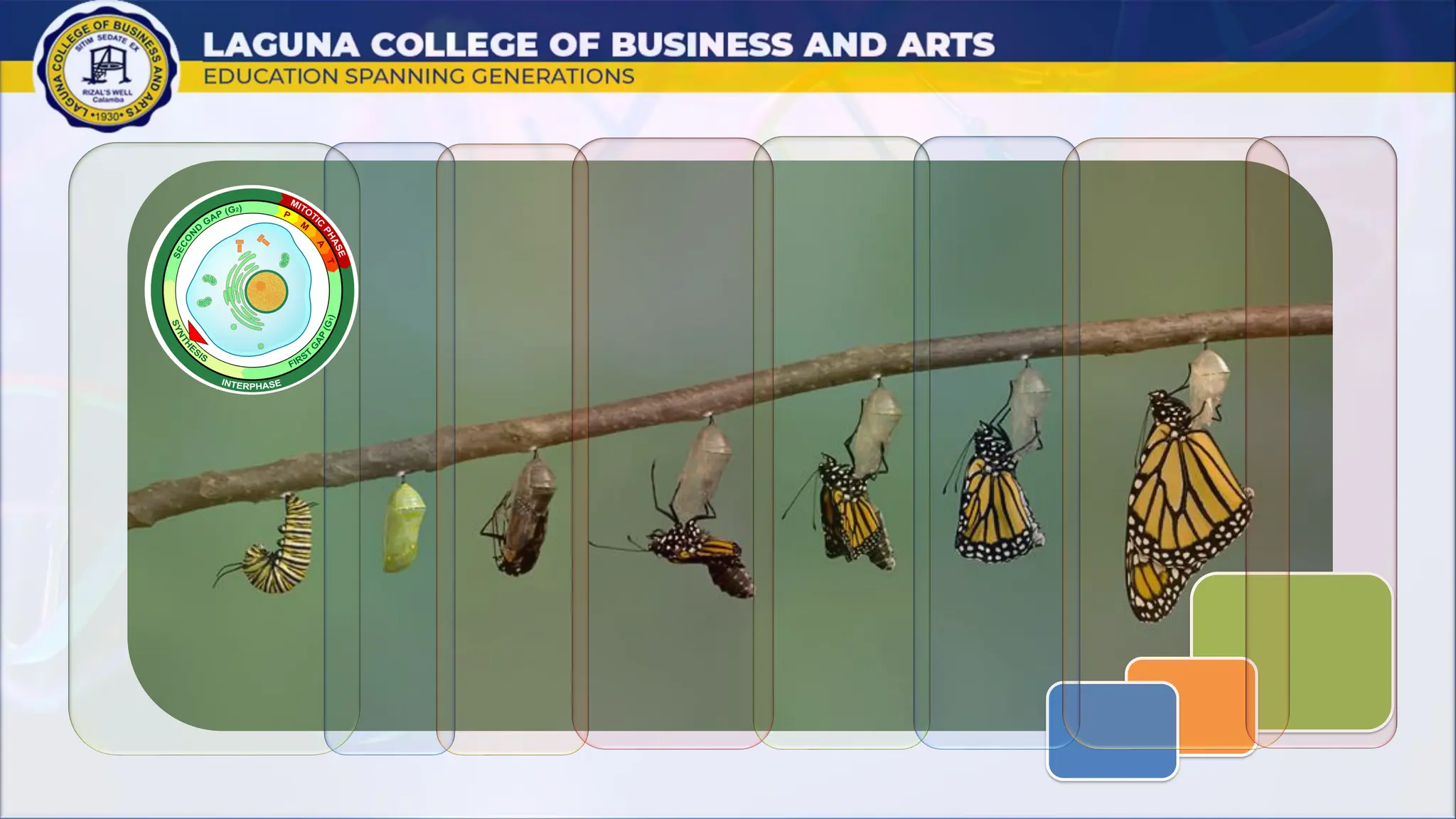 cell-cycle of mitosis and meiosis ll dna | PDF