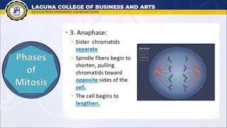 cell-cycle of mitosis and meiosis ll dna | PDF